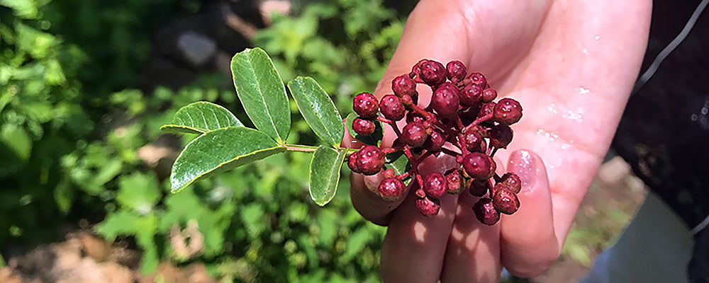 The Mala Market | Premium Sichuan Ingredients